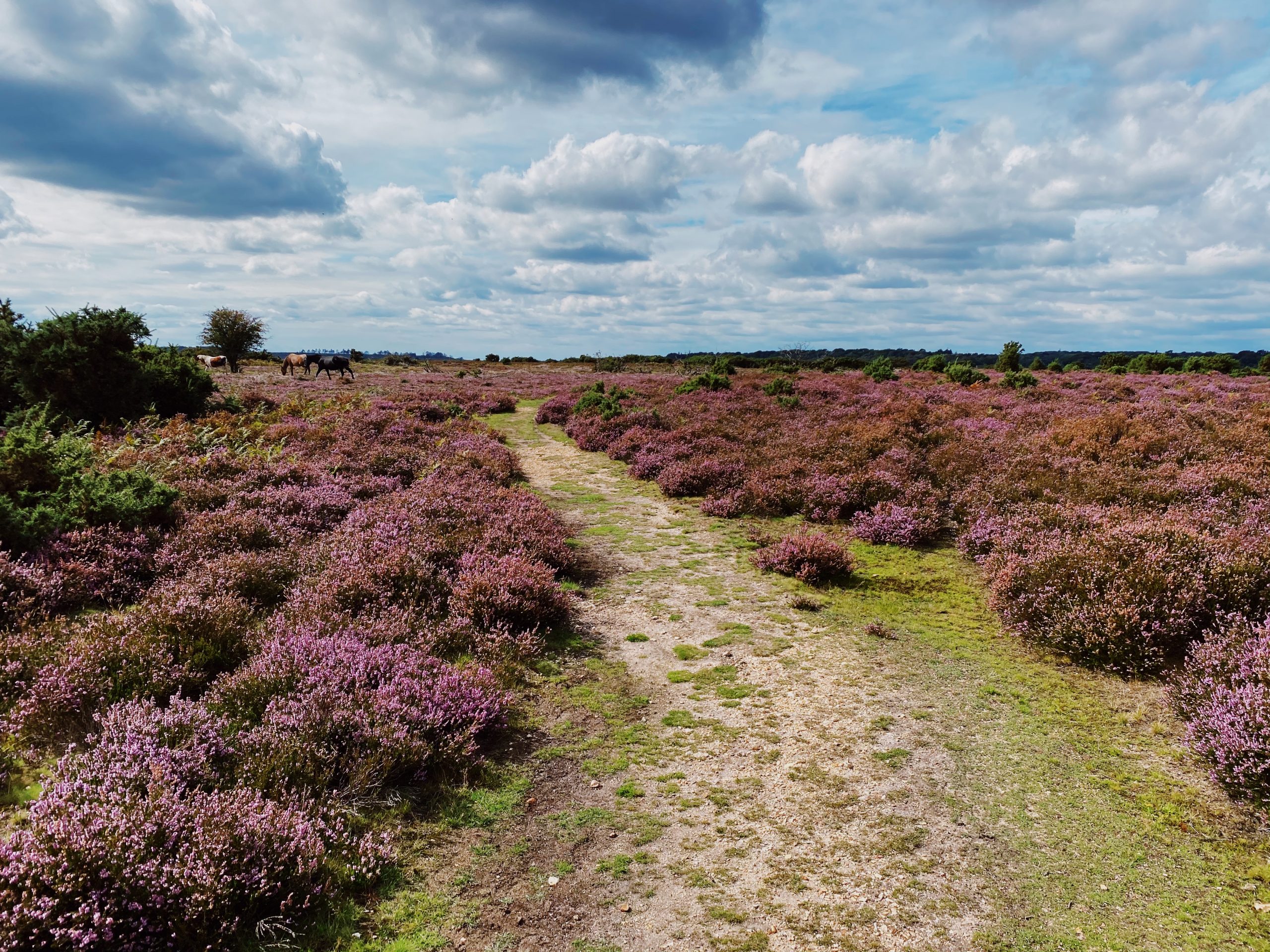 Top 10 things to do in the New Forest - Earth's Magical Places